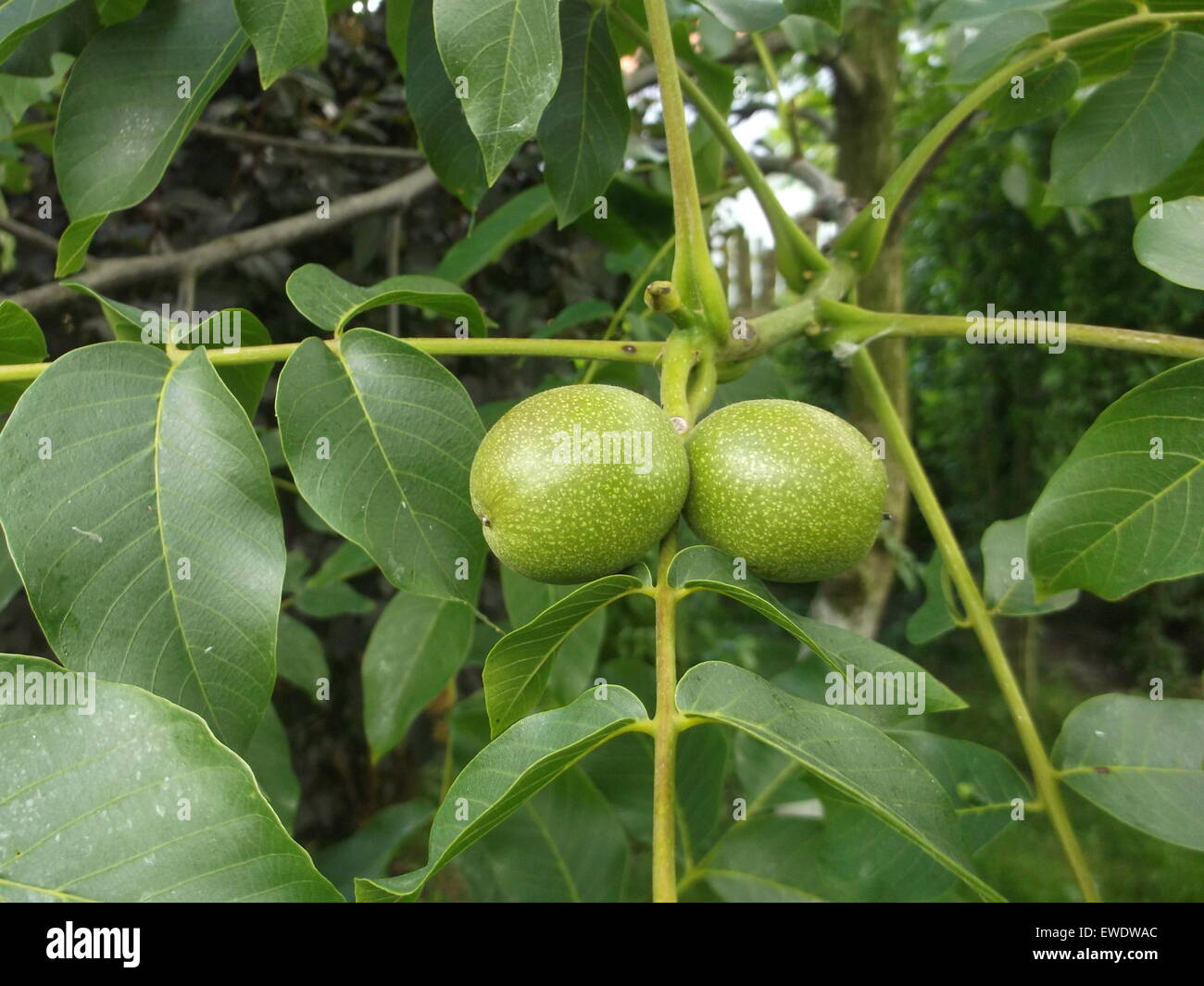 Green walnuts on the tree Stock Photo - Alamy