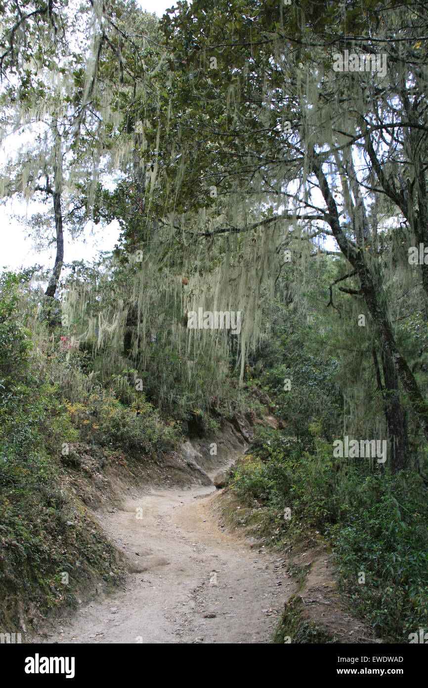A forest near Paro (Bhutan Stock Photo - Alamy