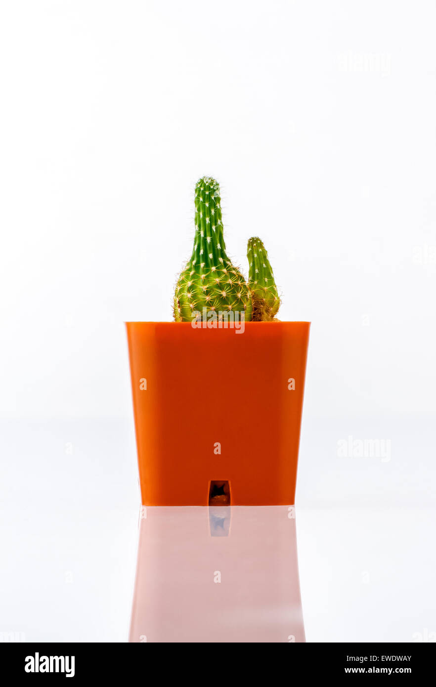 Cactus in orange pot isolated on white background Stock Photo - Alamy