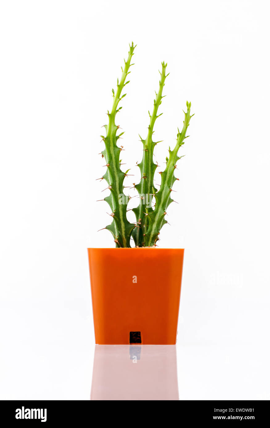 Cactus in orange pot isolated on white background Stock Photo - Alamy