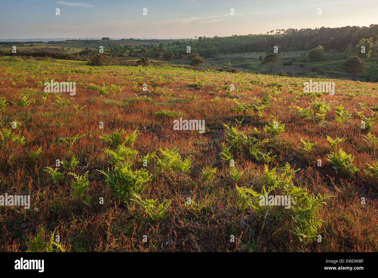 High weald hi-res stock photography and images - Alamy