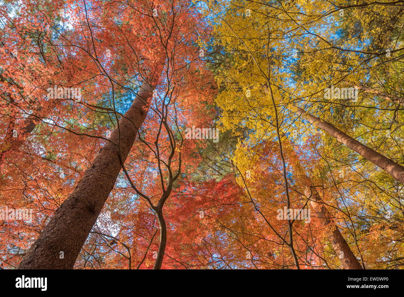 multi color trees in the autunm forest Stock Photo - Alamy