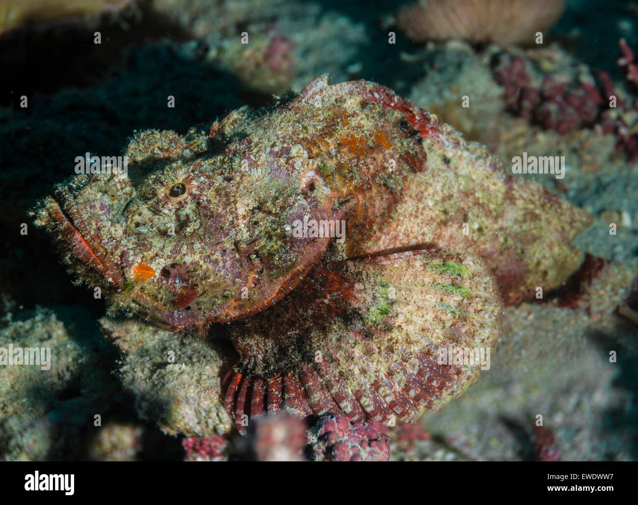 Scorpionfish hidden in sea hi-res stock photography and images - Alamy