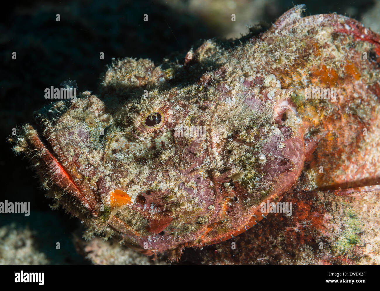 Scorpionfish hidden in sea hi-res stock photography and images - Alamy