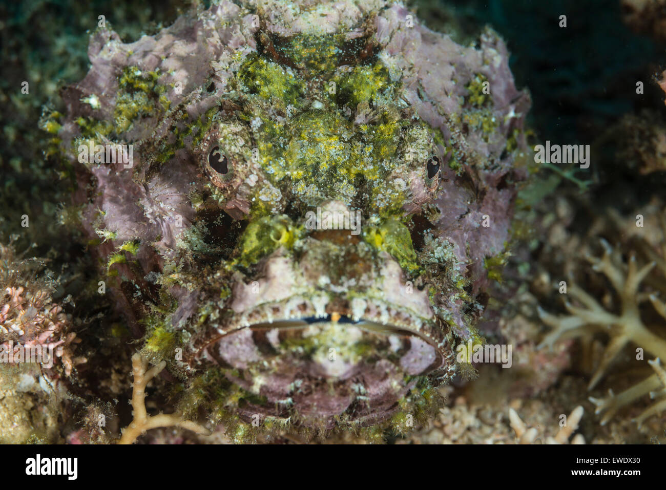 Reef stonefish perfectly camouflaged in its environment Stock Photo - Alamy