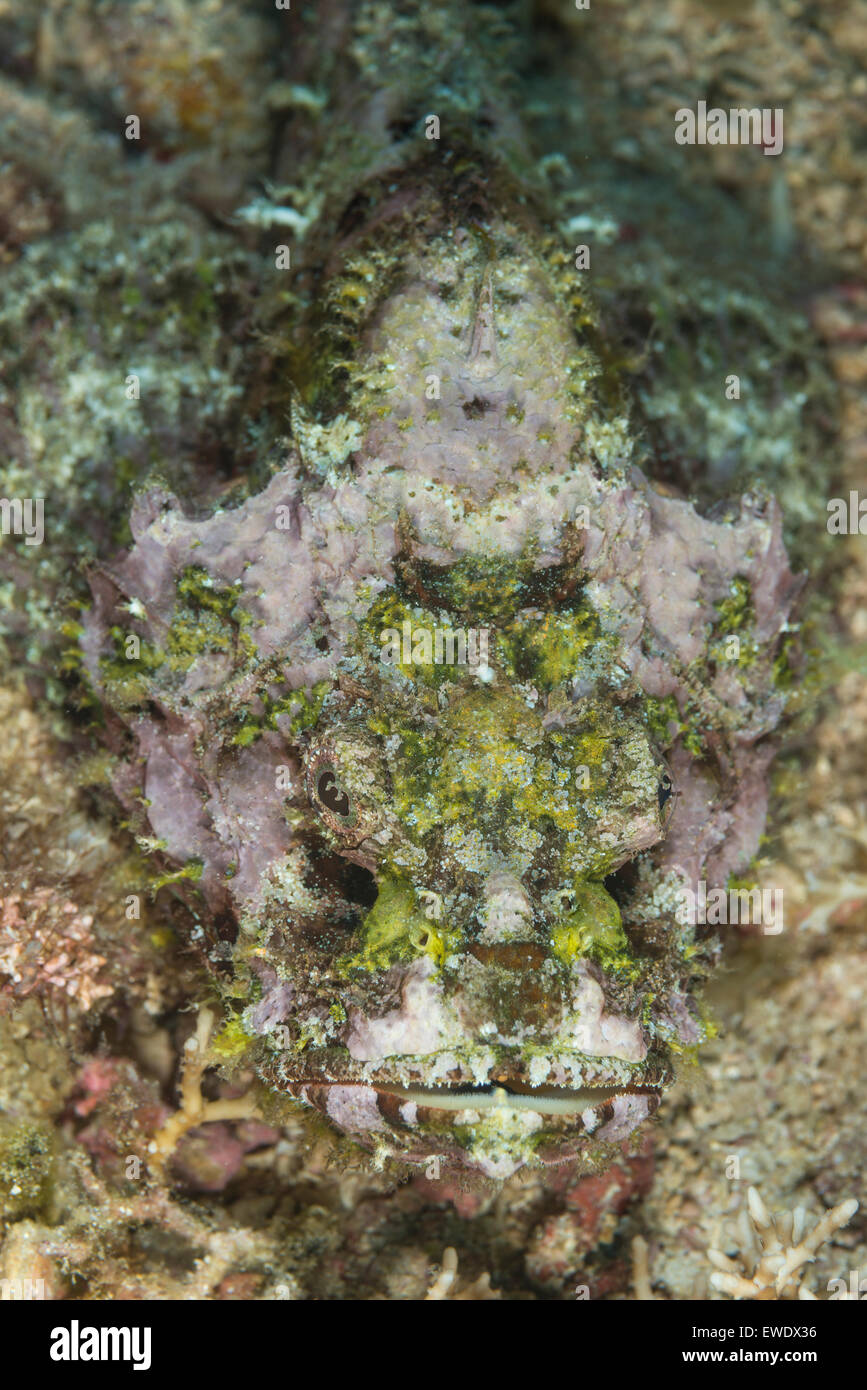 Stonefish disguise hi-res stock photography and images - Alamy