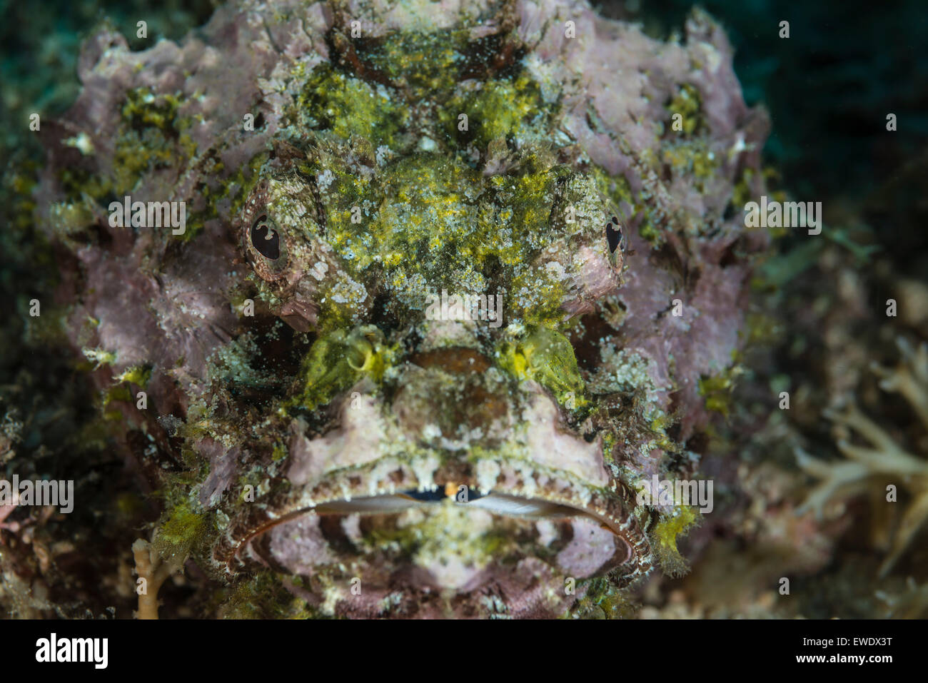 Camouflaged stonefish hi-res stock photography and images - Alamy