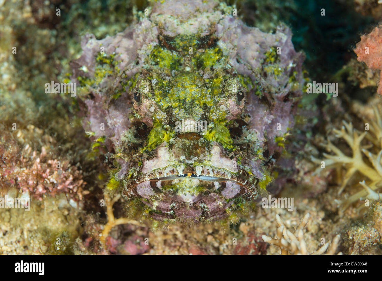 Stonefish disguise hi-res stock photography and images - Alamy