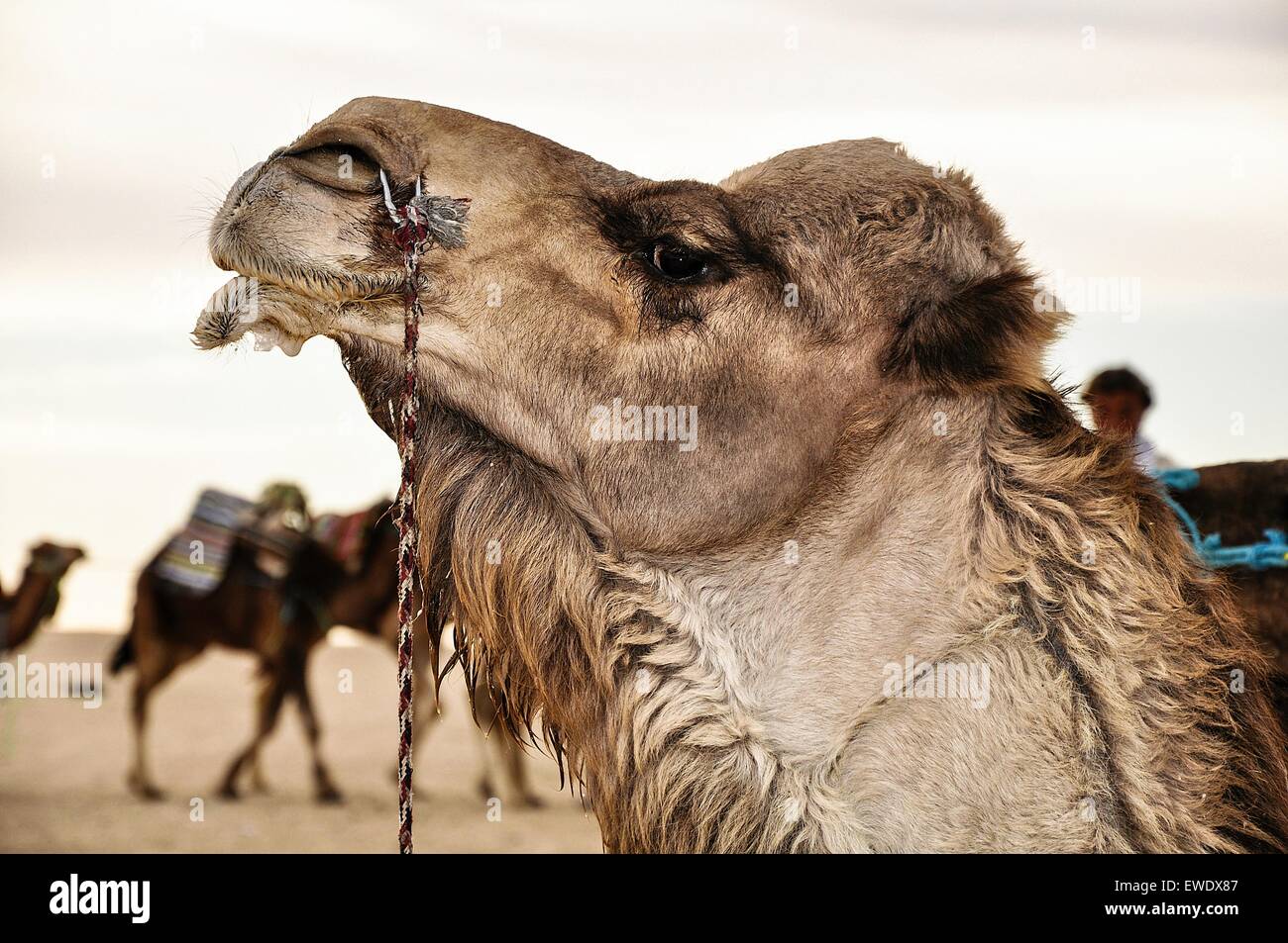 Photo of a camel hi-res stock photography and images - Alamy