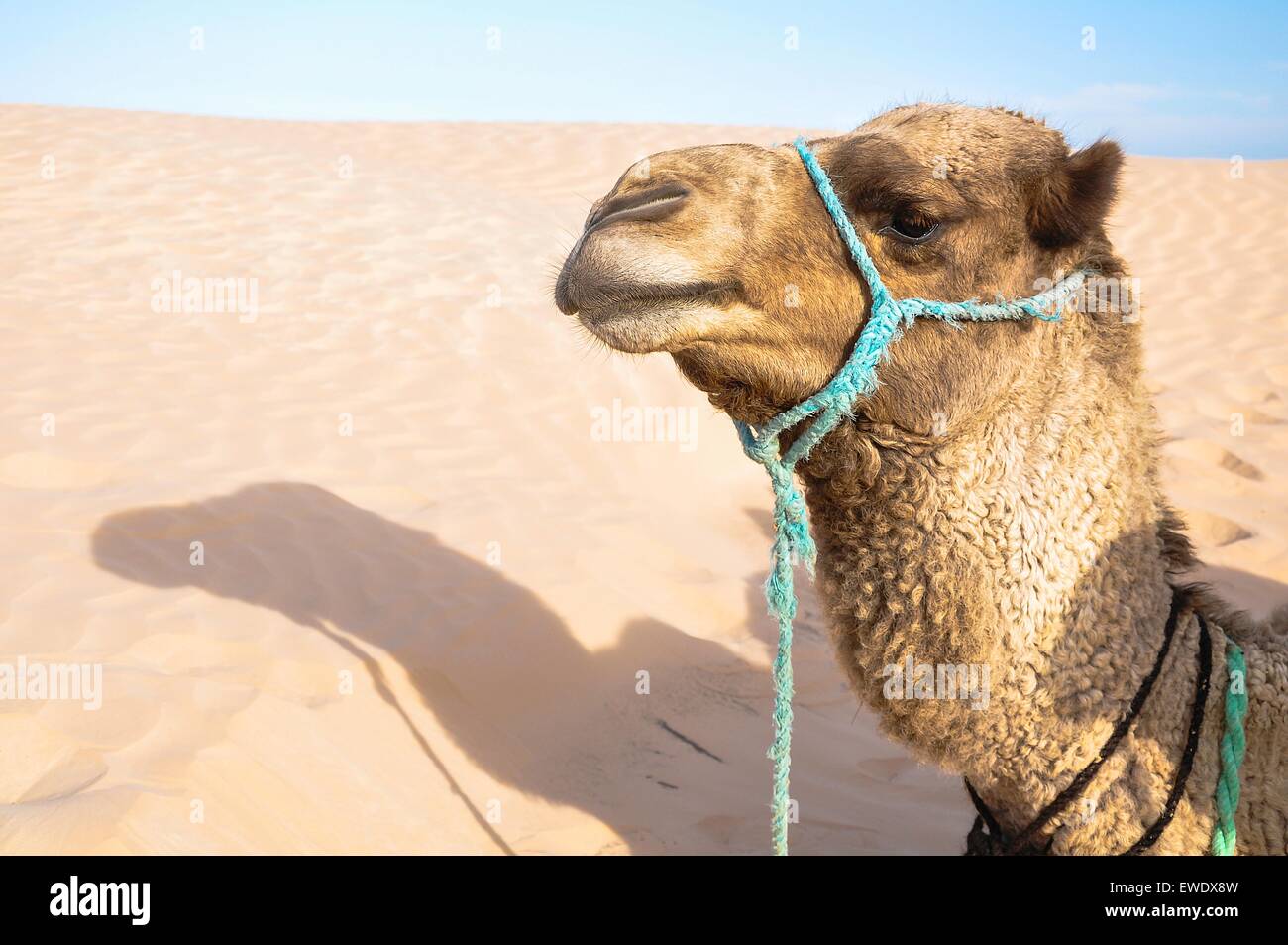 Arabian camel eyelashes hi-res stock photography and images - Alamy