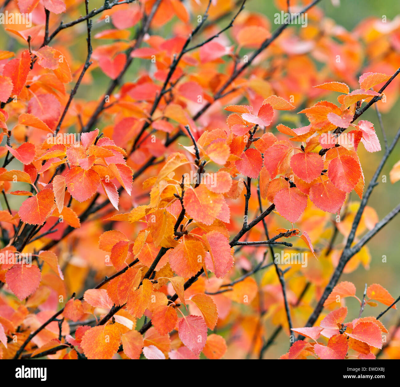 Taiga Fall Color High Resolution Stock Photography and Images - Alamy