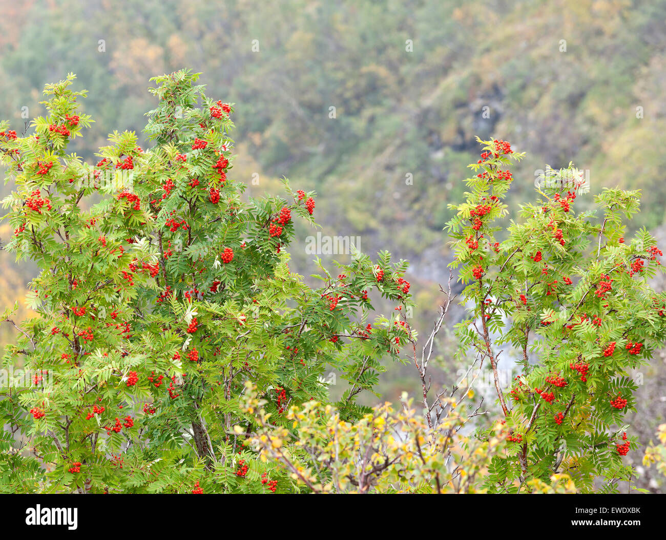 Rowan, trees and fruit this side a valley in the mountain. Colorful ...