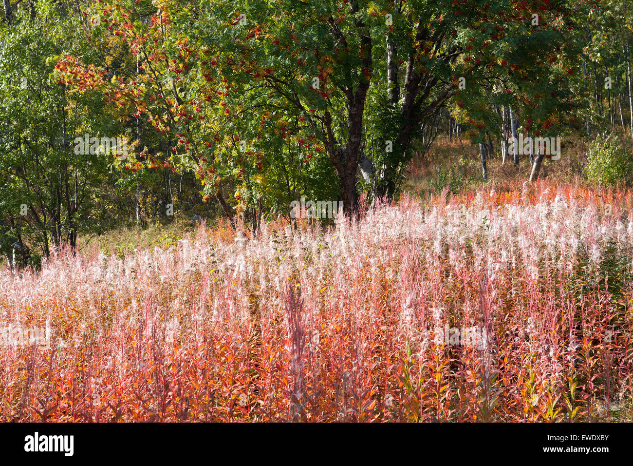 Fireweed, Chamerion angustifolium in the autumn. Orange to red colors ...