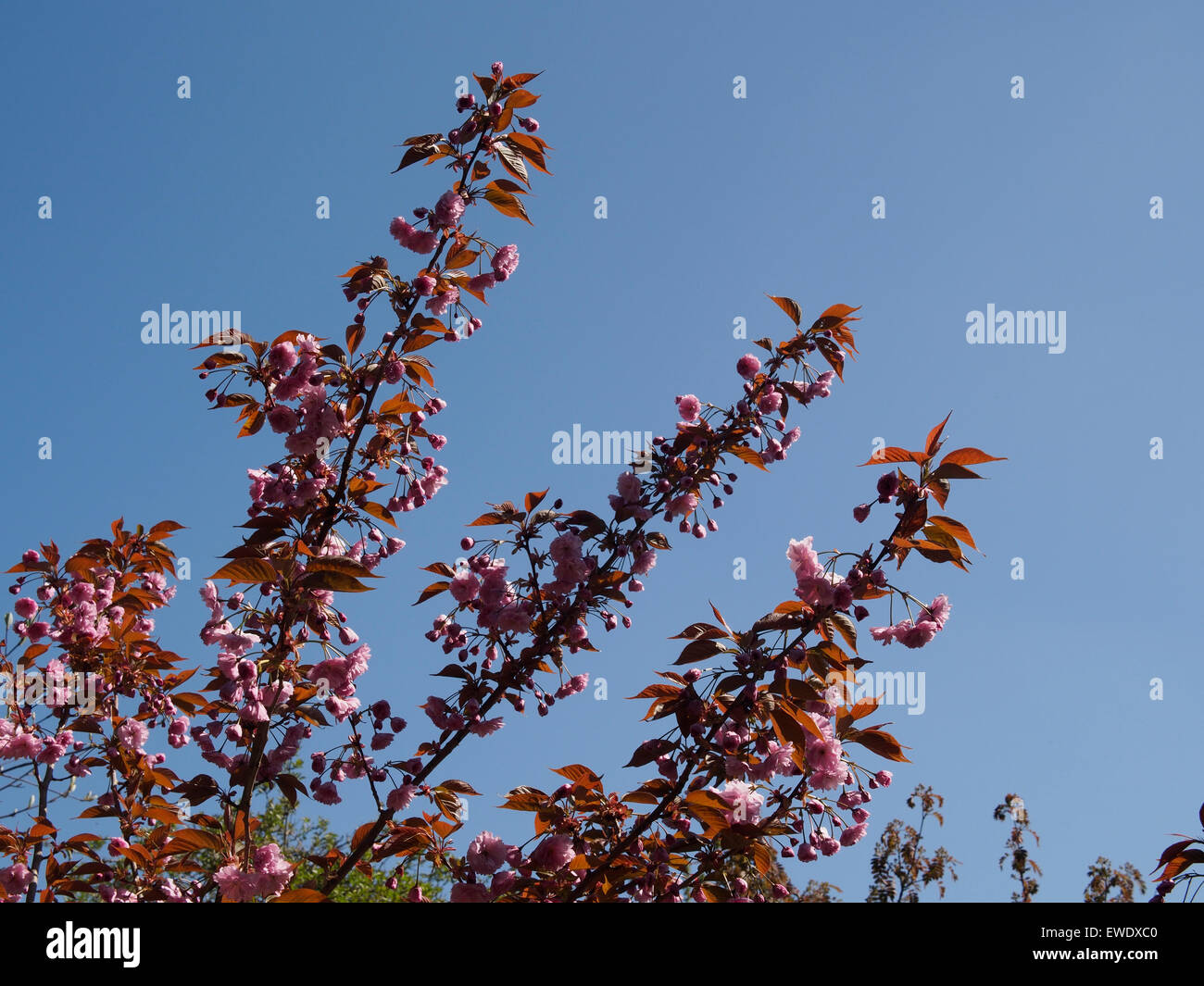 Japanese flowering cherry tree hi-res stock photography and images - Alamy