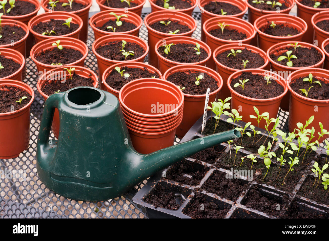 Pricking out seedlings Stock Photo - Alamy