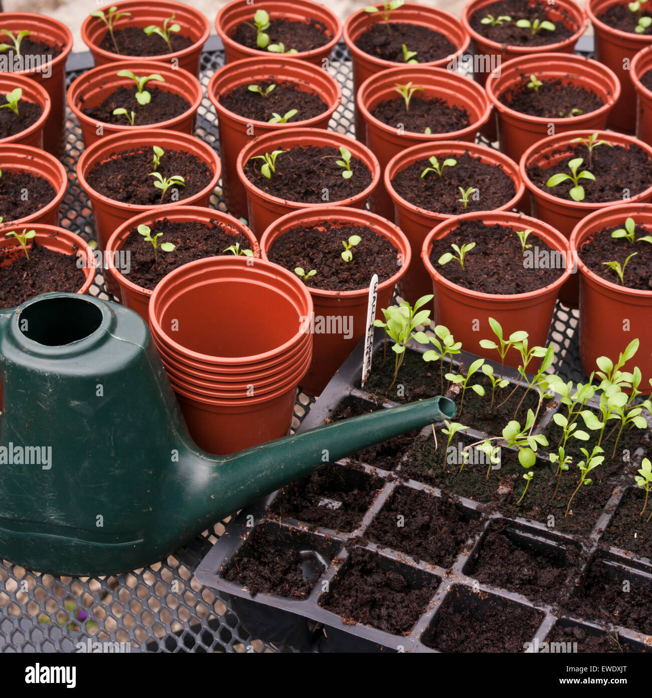 Pricking hi-res stock photography and images - Alamy