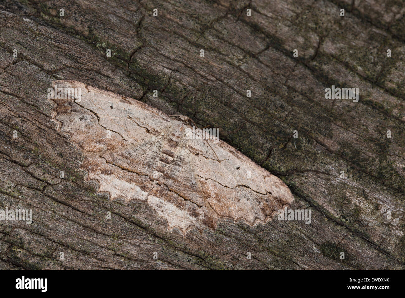 Geometra abruptaria hi-res stock photography and images - Alamy