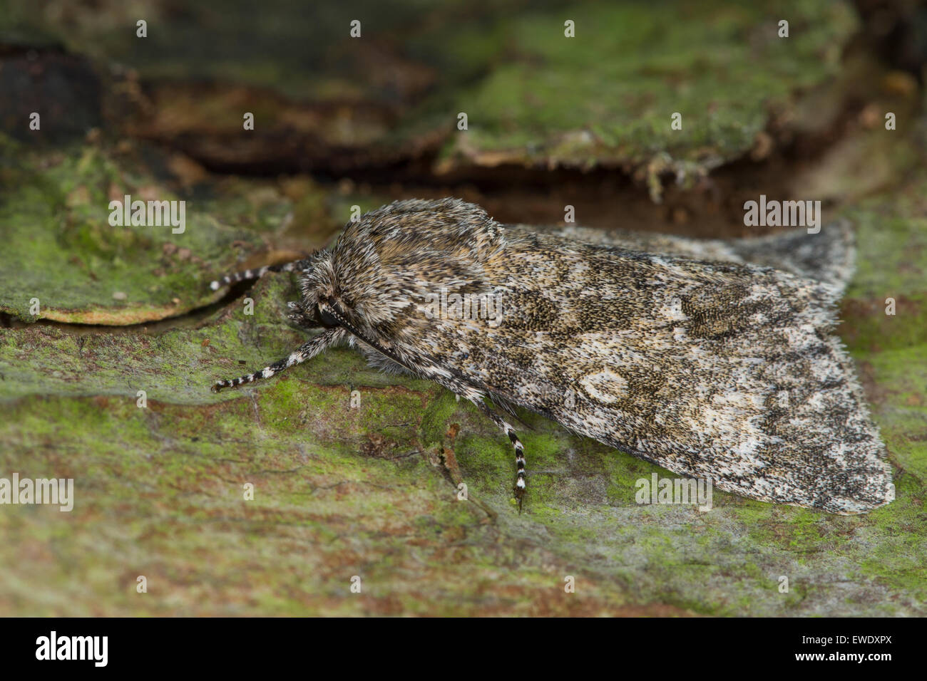 Poplar Grey, Großkopf-Rindeneule, Großkopf, Aueneule, Acronicta ...
