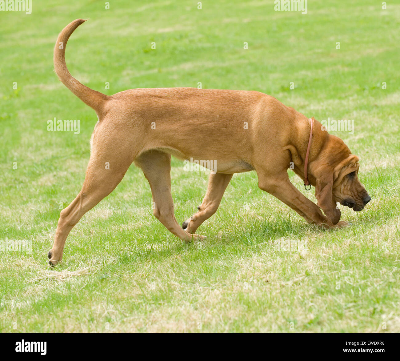 Bloodhound sniffing hi-res stock photography and images - Alamy