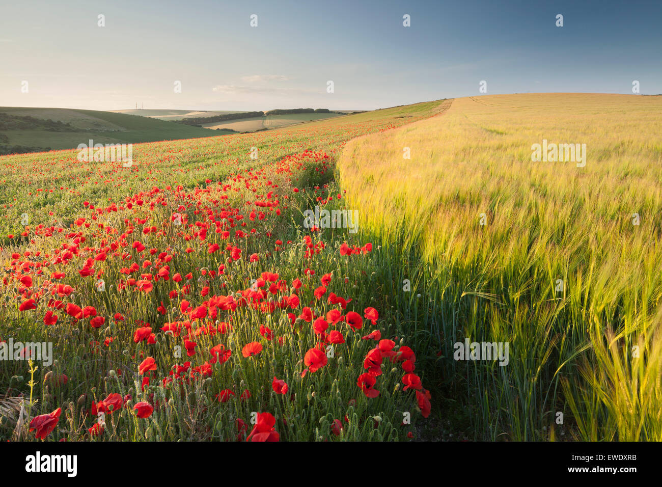 Poppies growing on the South Downs near Seaford, East Sussex, England ...