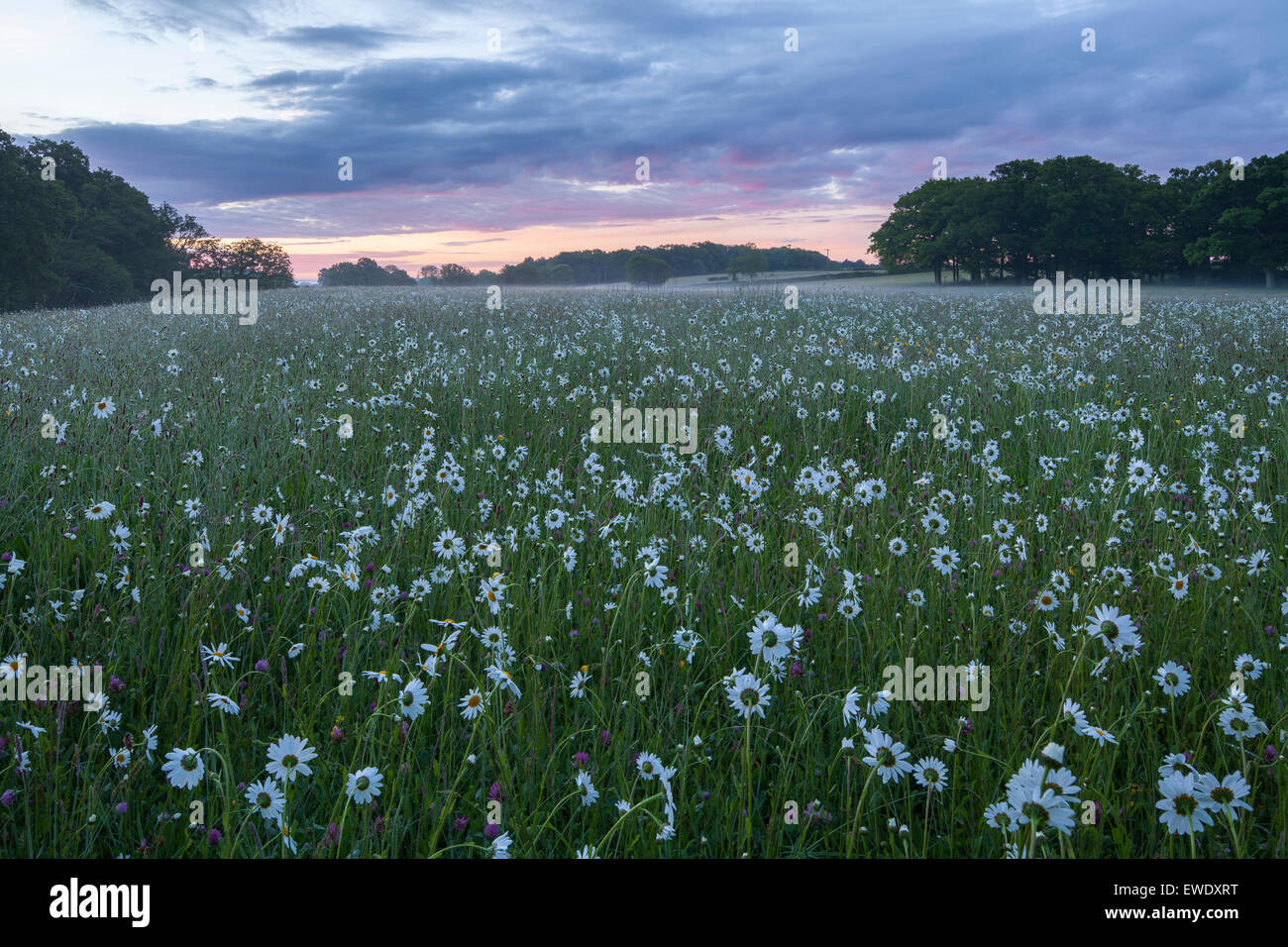 A meadow of wildflowers in spring Stock Photo - Alamy
