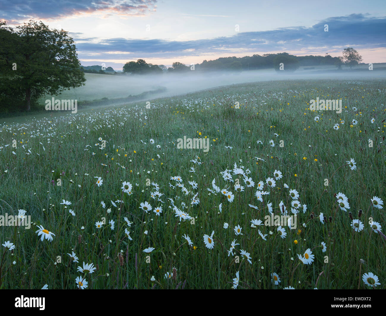 A meadow of wildflowers in spring Stock Photo - Alamy