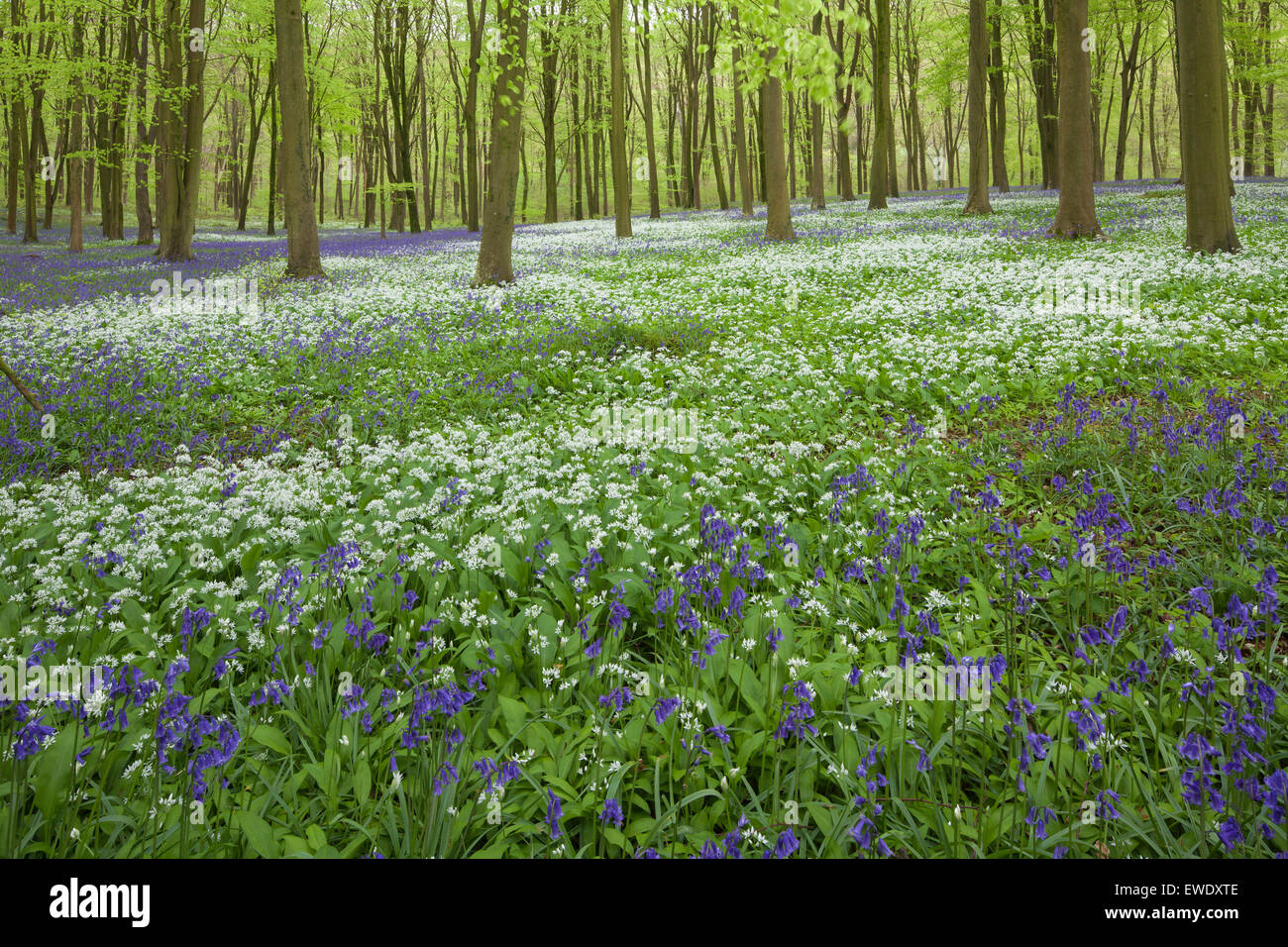 A spring woodland with flowering bluebells and wild garlic near ...