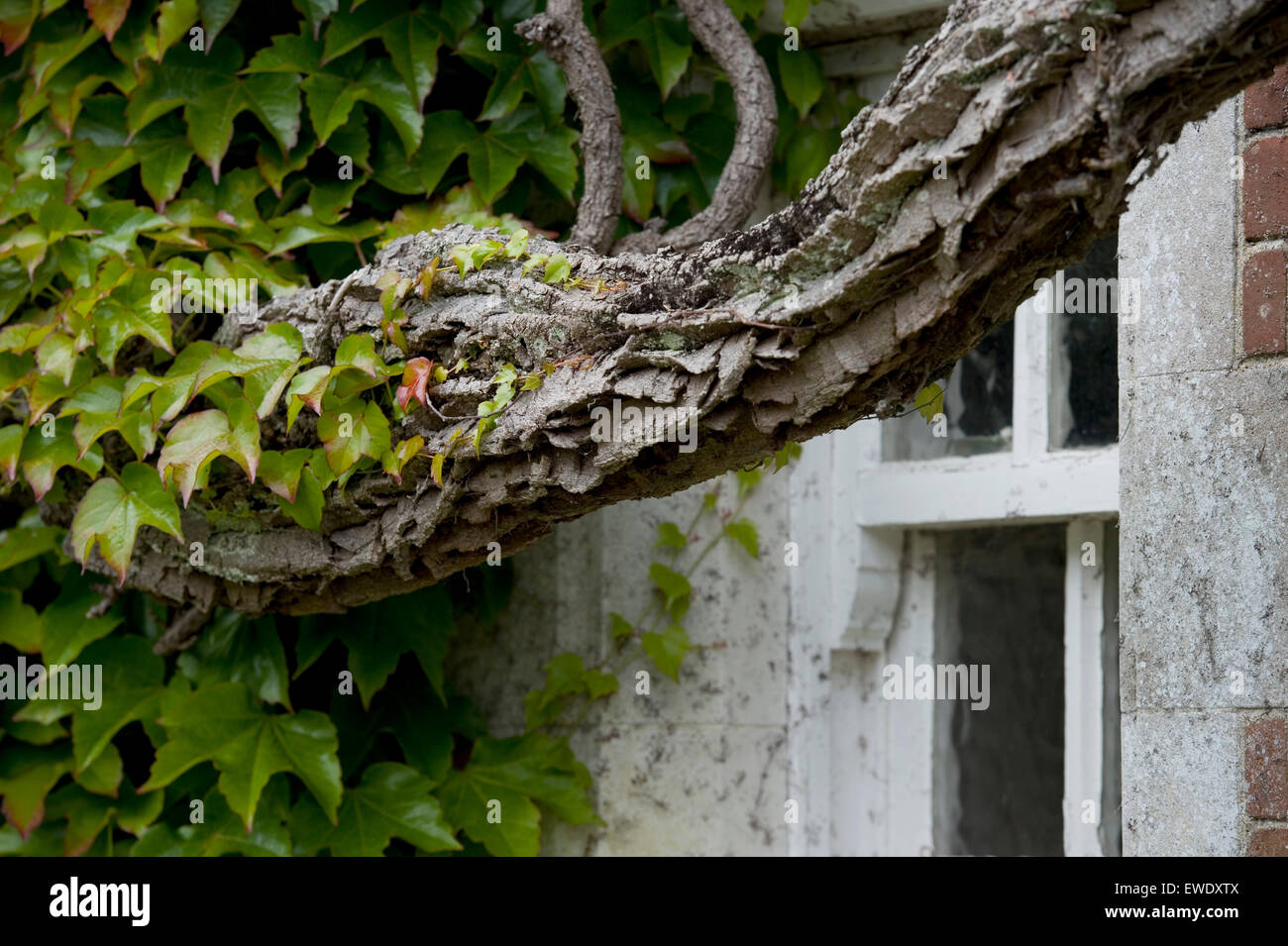 Victoria creeper hi-res stock photography and images - Alamy