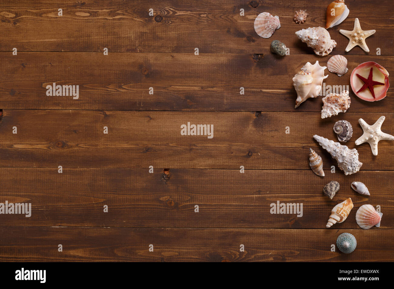 Summer background with sea shells Stock Photo - Alamy