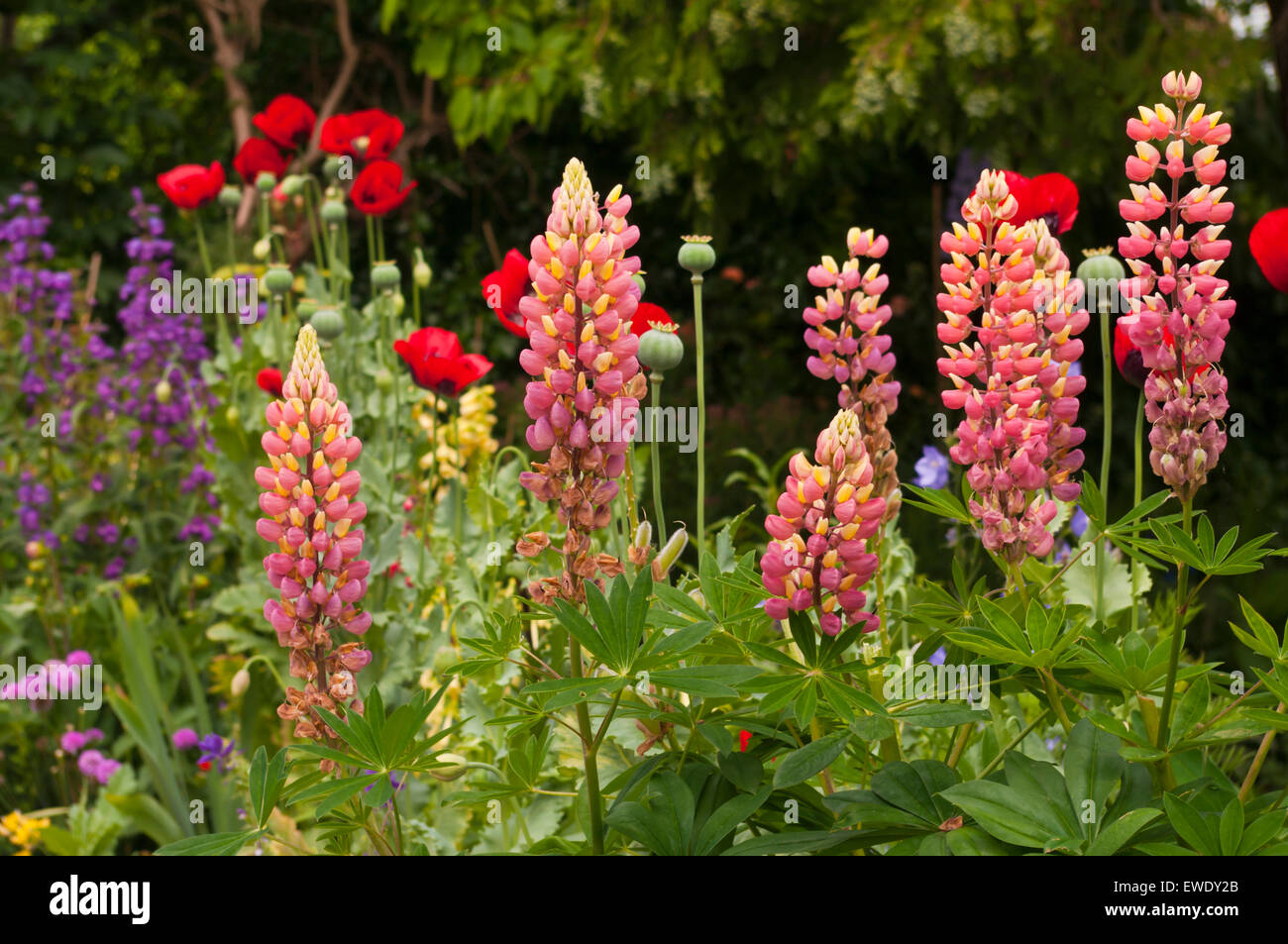 Lupins In An English Cottage garden Stock Photo - Alamy