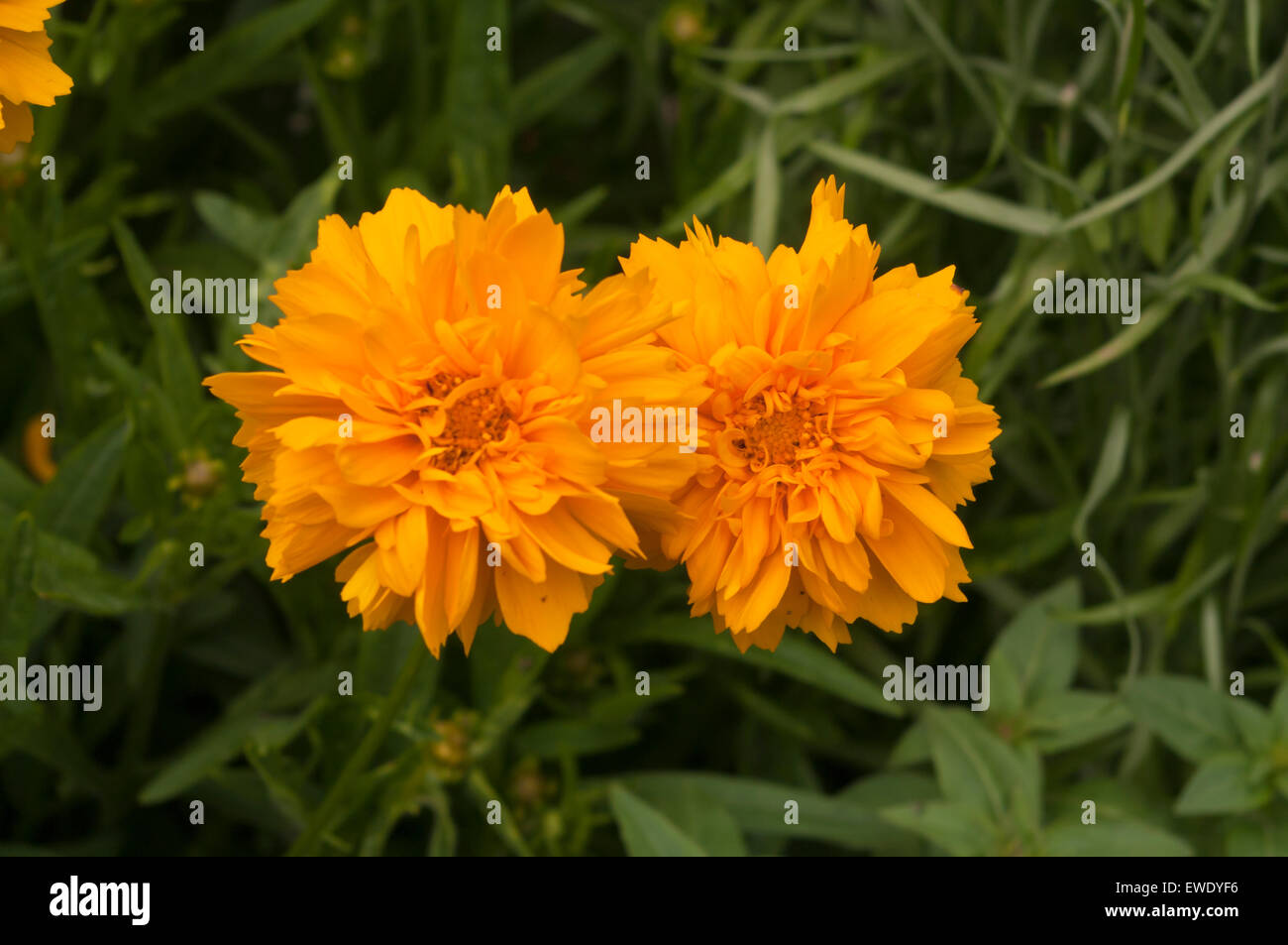 Yellow Coreopsis common names calliopsis and tickseed Stock Photo - Alamy