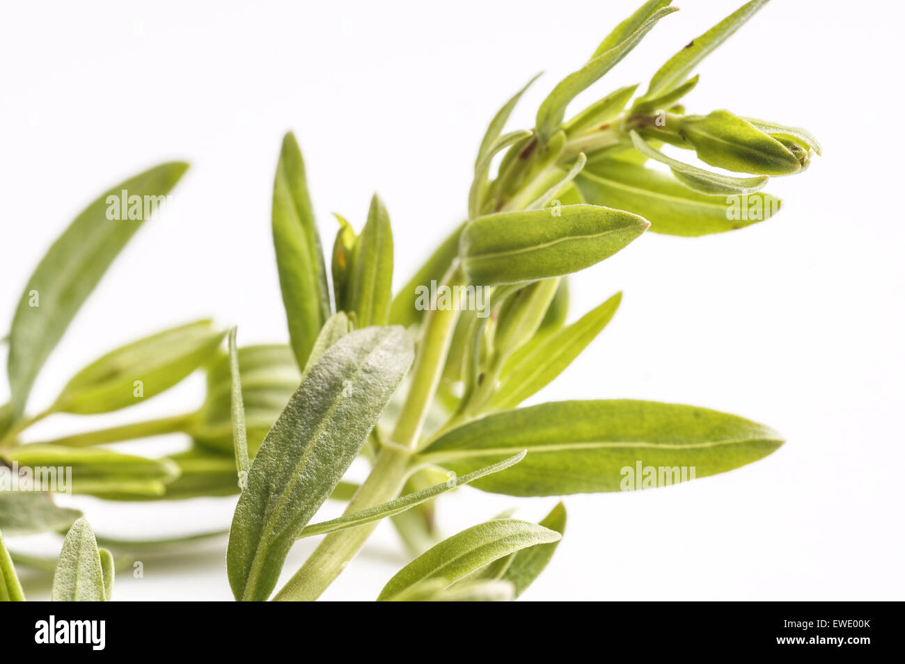 Hyssop herb hi-res stock photography and images - Alamy