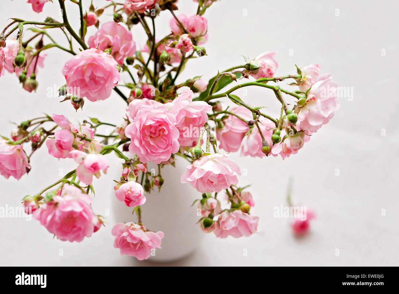 Small wild pink roses in a vase, texture background Stock Photo - Alamy