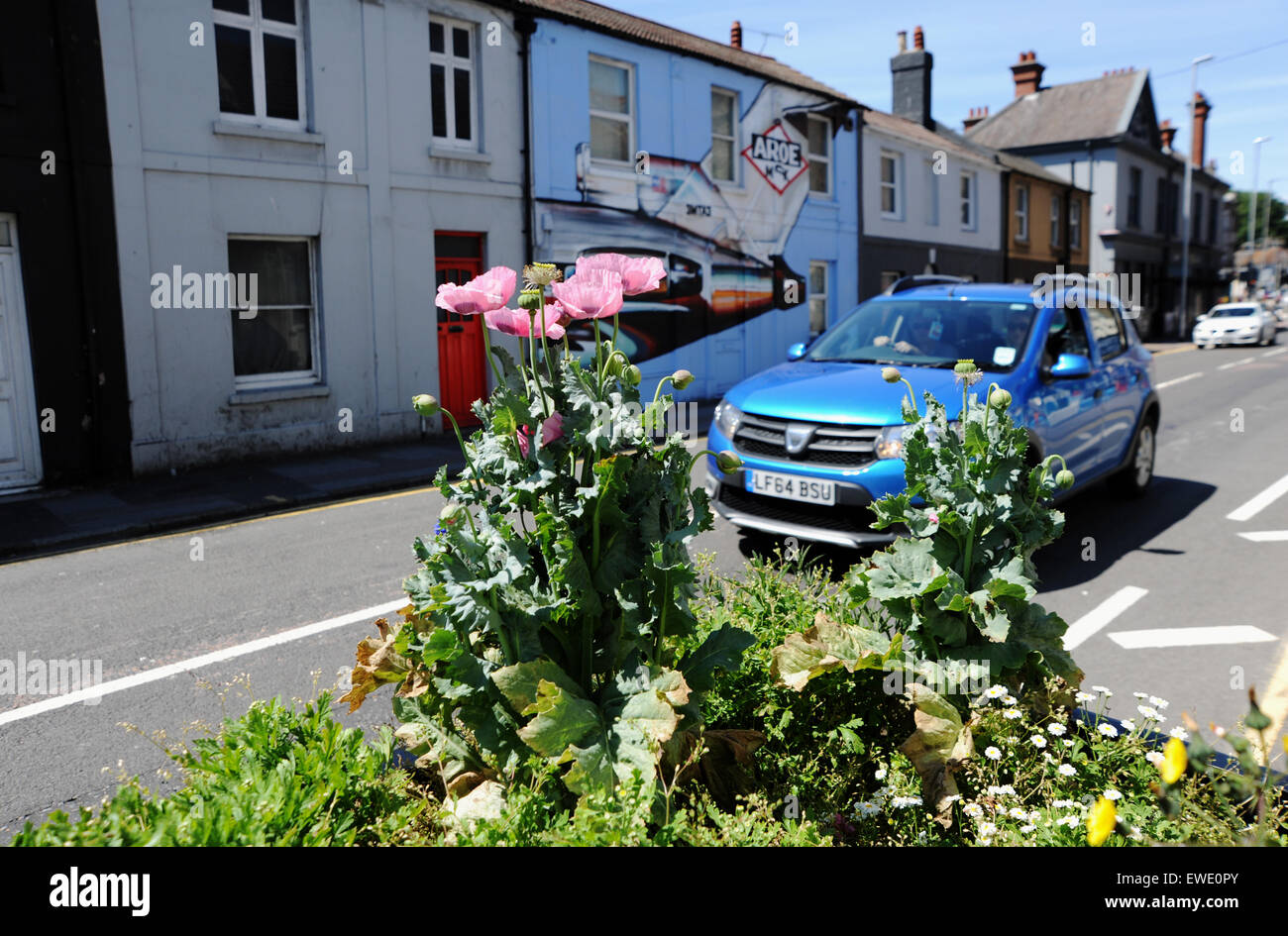 Traffic calming plant hi-res stock photography and images - Alamy