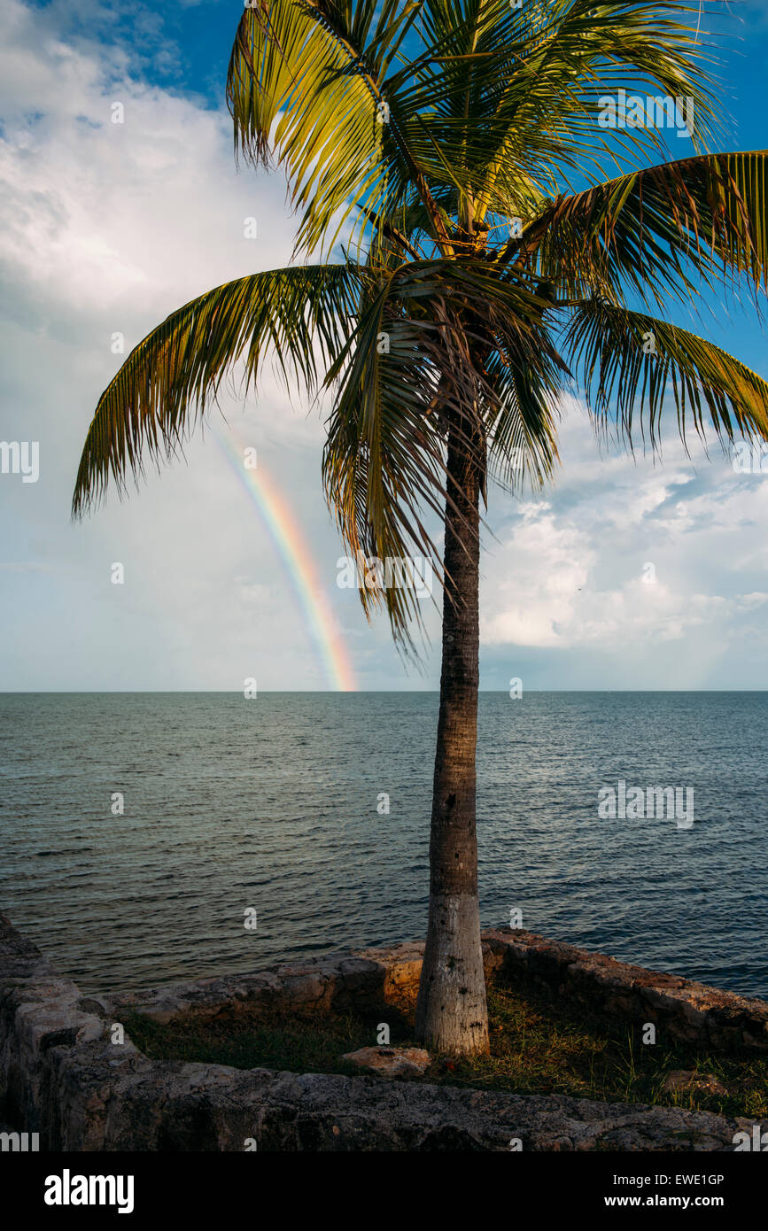 Ocean rainbow and palm tree Stock Photo - Alamy