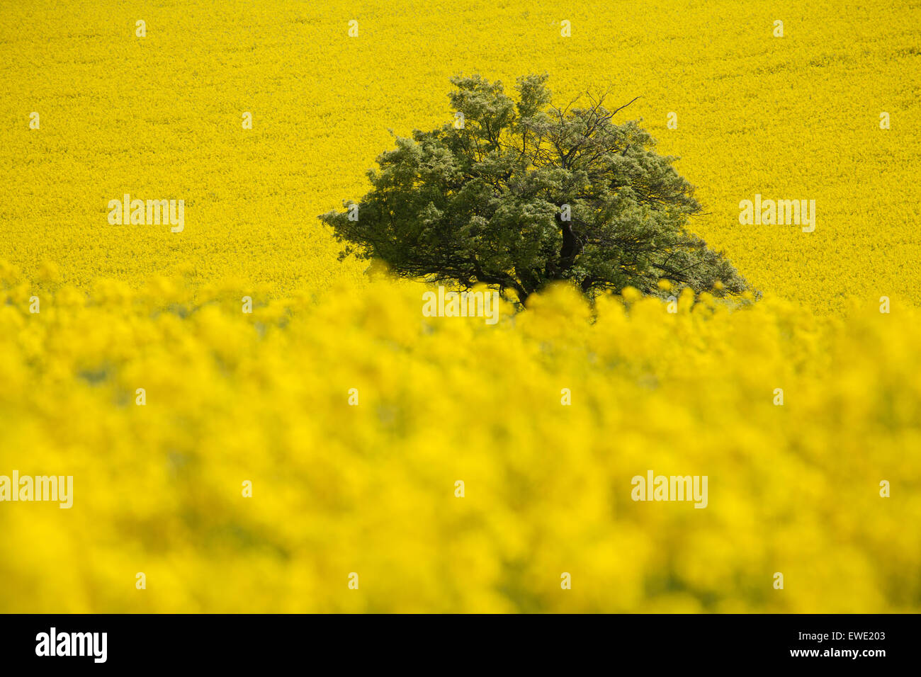 Rapeseed oil hi-res stock photography and images - Alamy