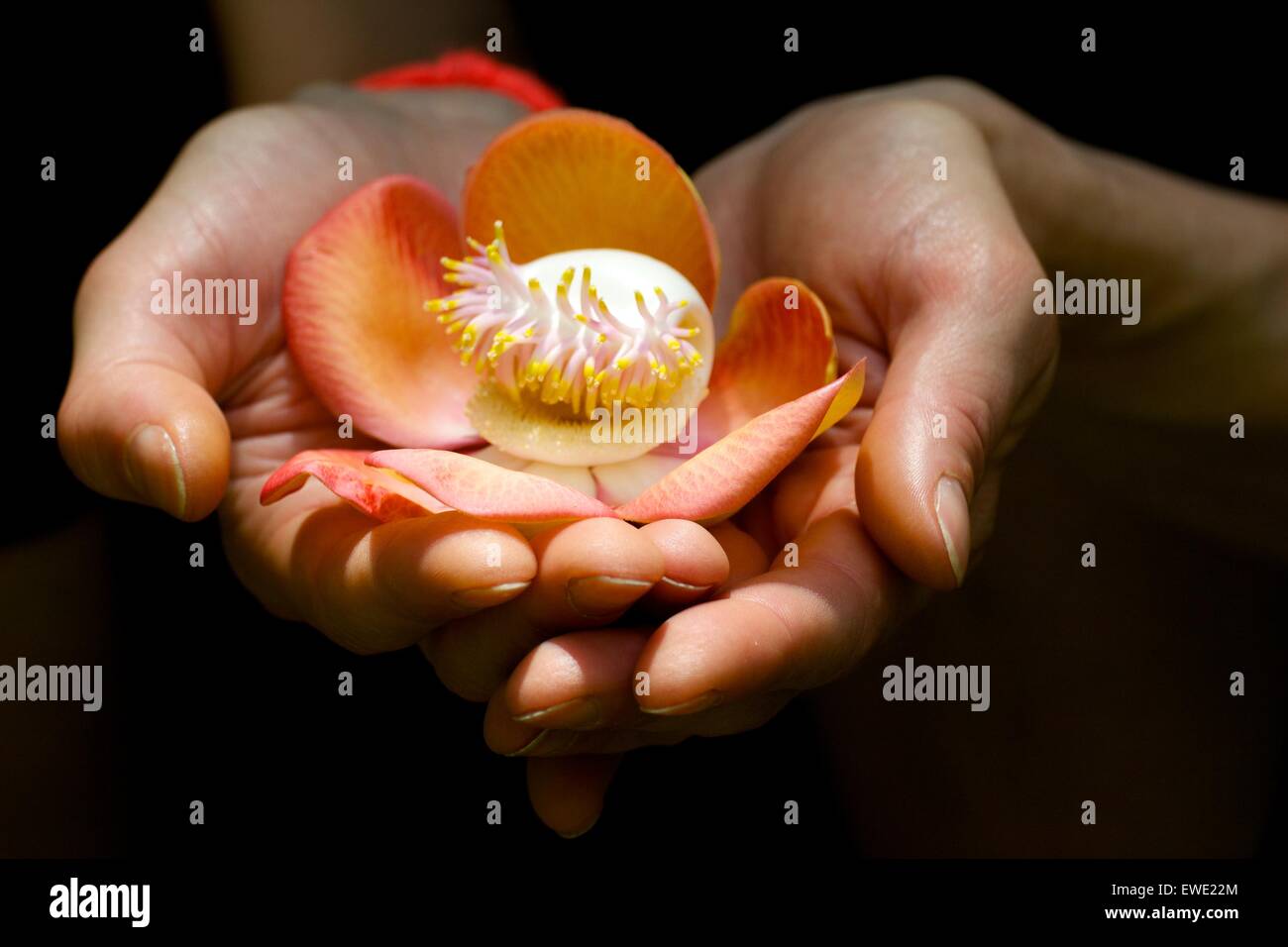 flower in the hands Stock Photo - Alamy