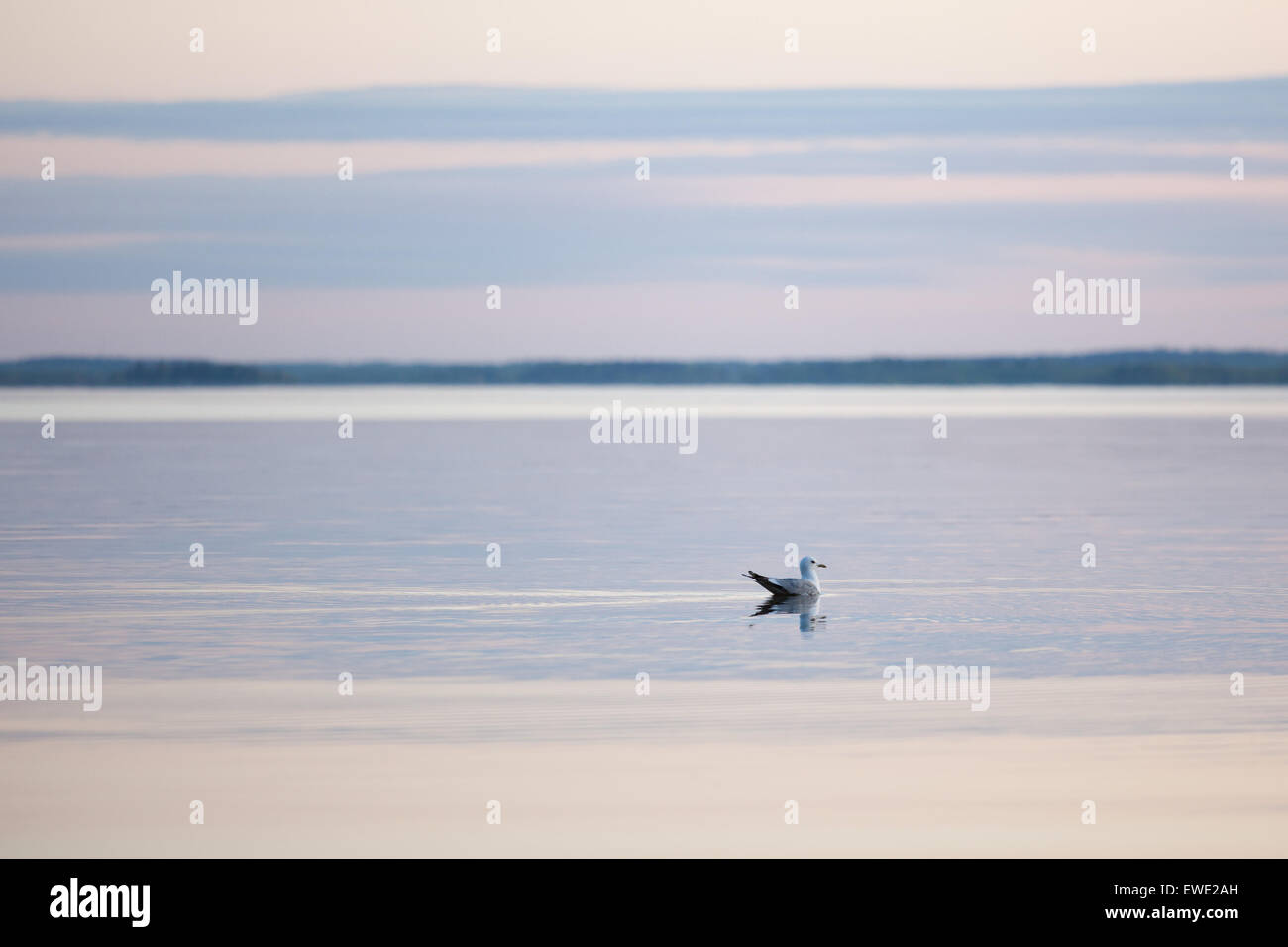 Gull on the lake Stock Photo - Alamy