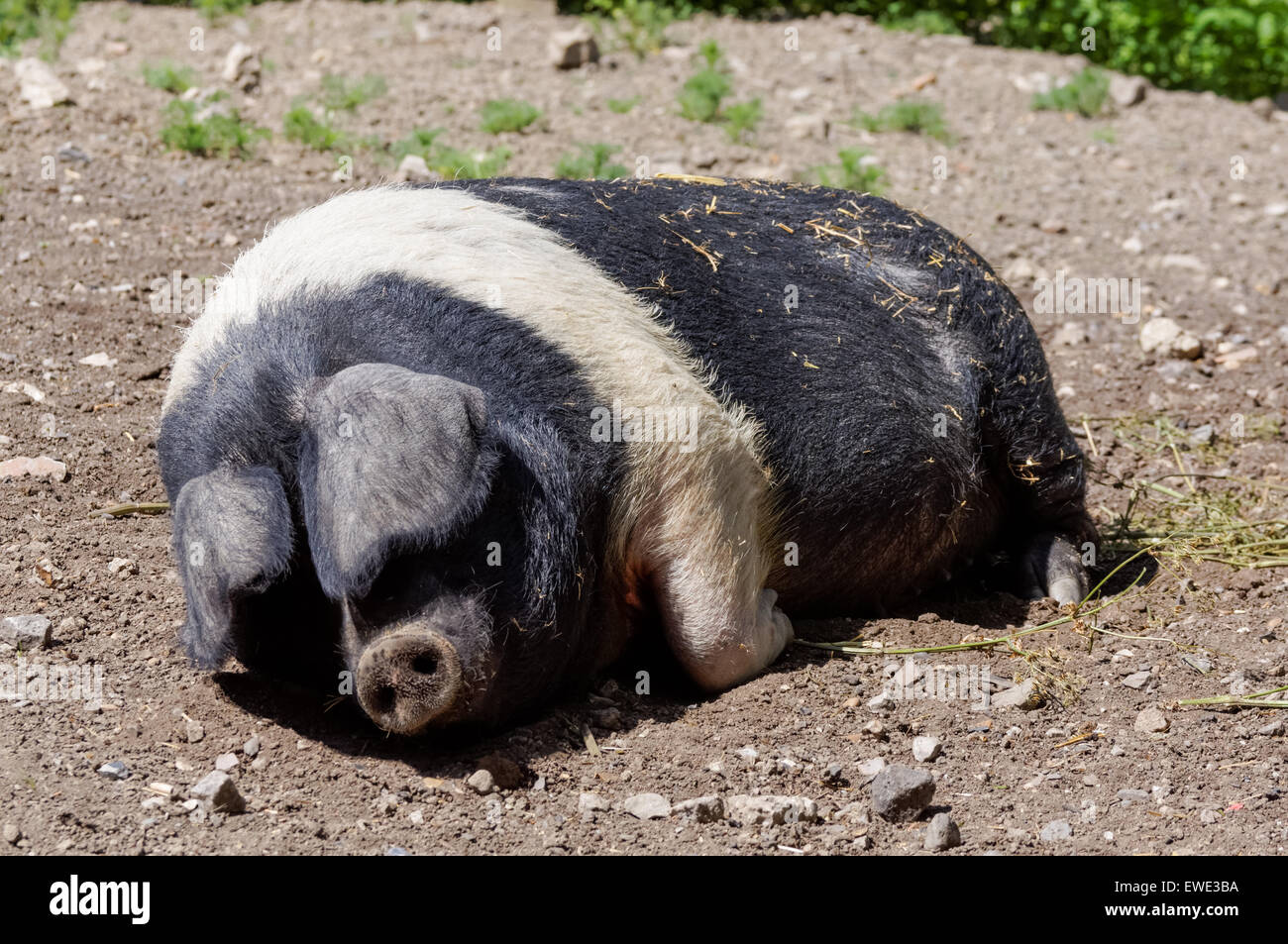 Wessex saddleback hi-res stock photography and images - Alamy