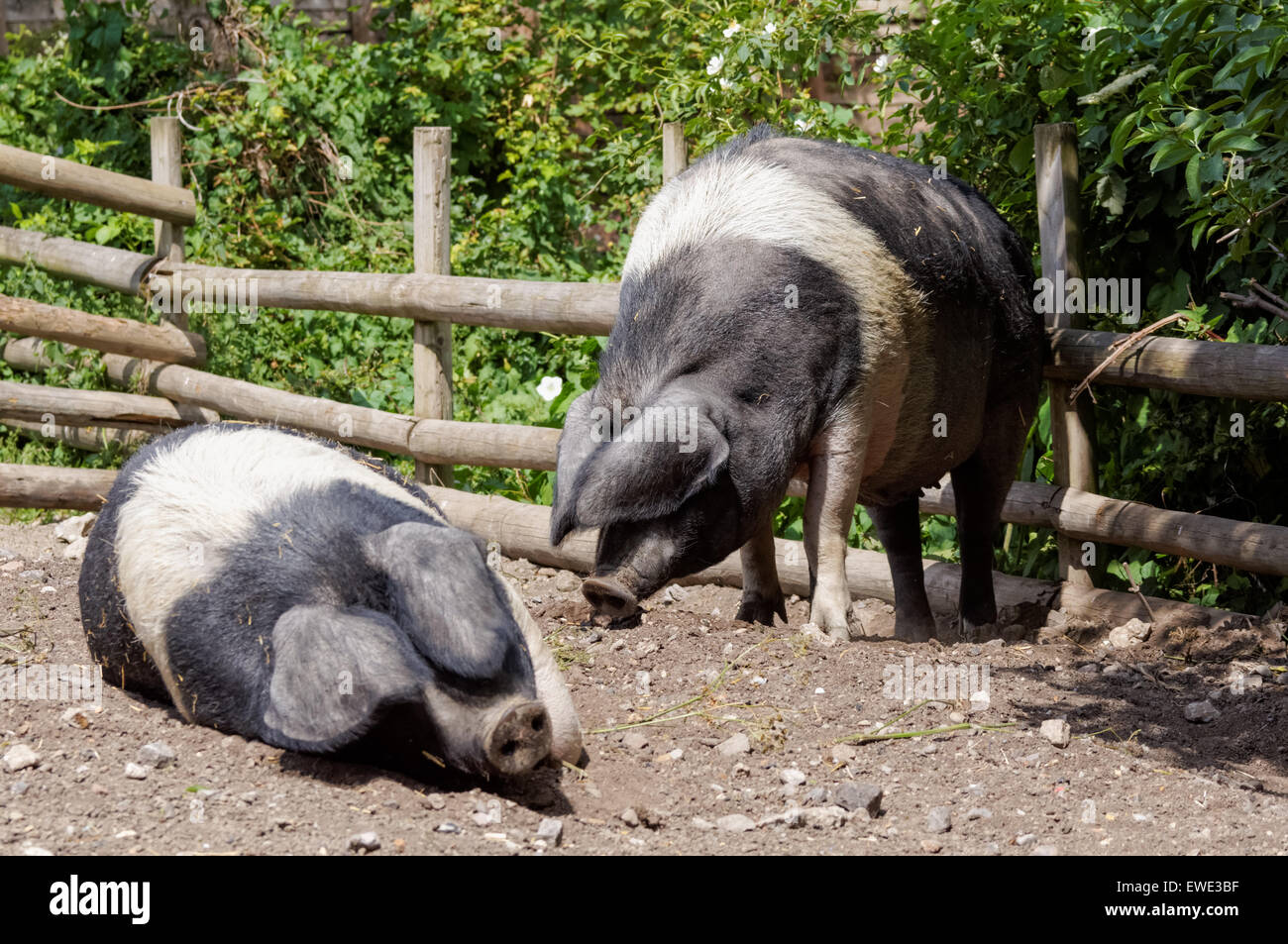 Wessex Saddleback pigs at the Mudchute Park and Farm, London England ...