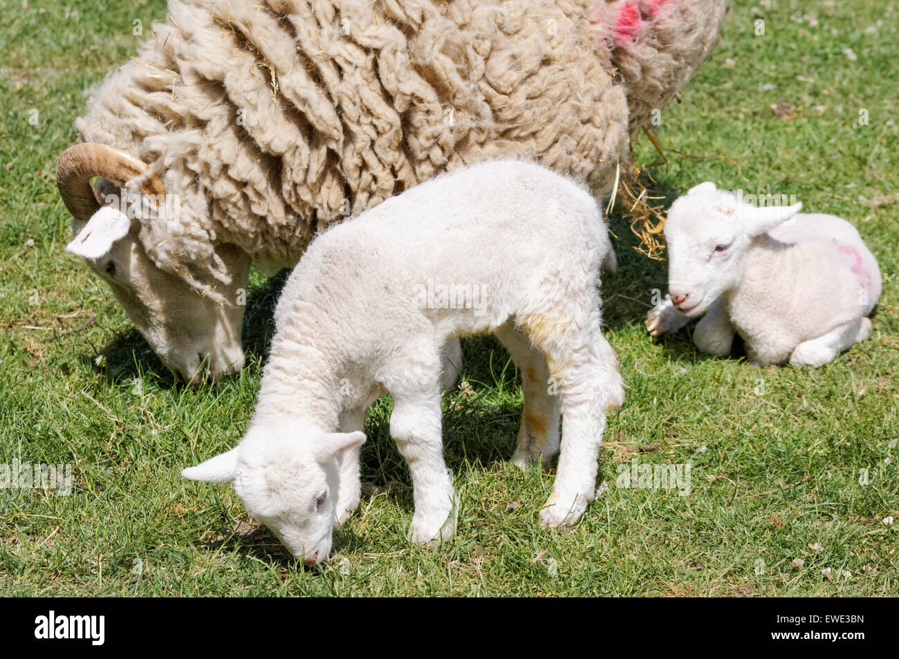 Lambkins hi-res stock photography and images - Alamy