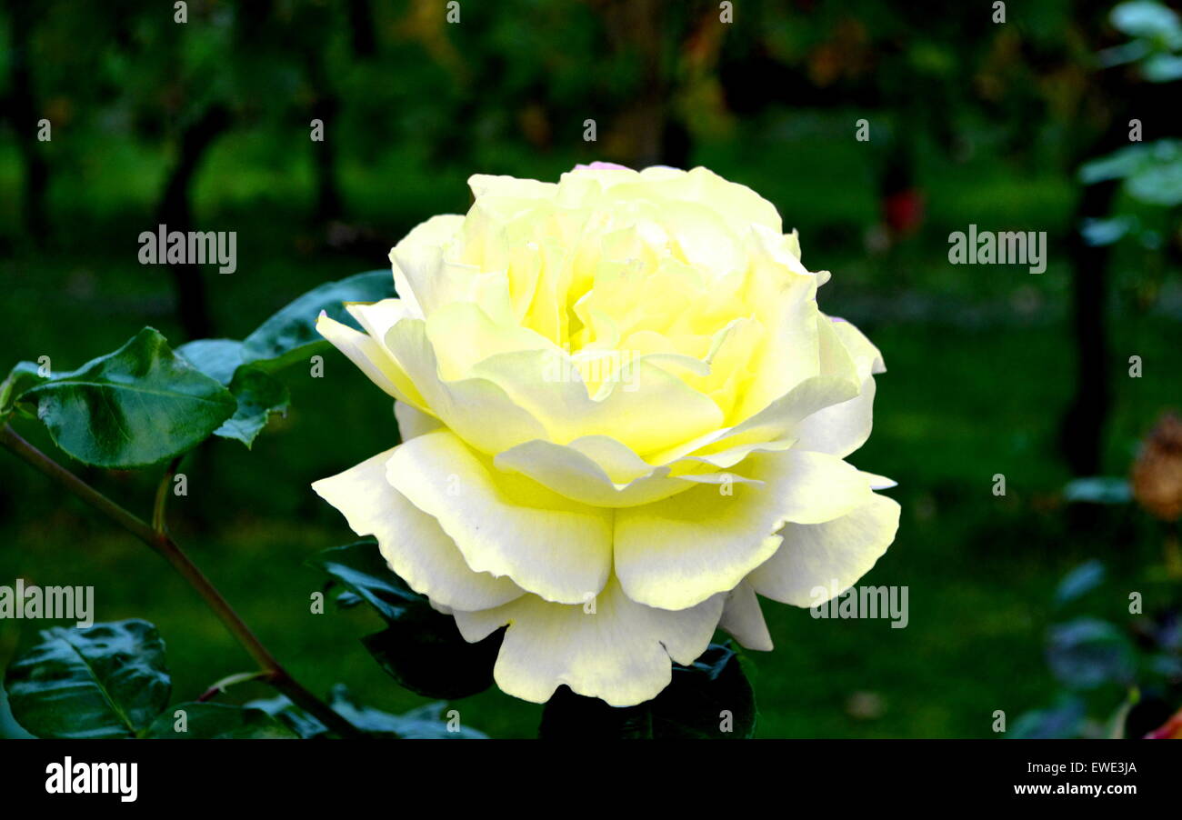 Yellow rose frame hi-res stock photography and images - Alamy