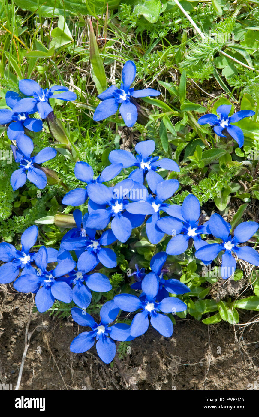 Pale blue gentian hi-res stock photography and images - Alamy