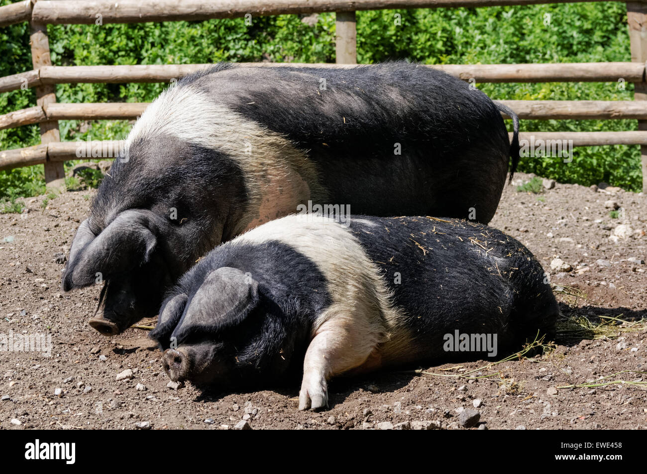 Wessex Saddleback pigs at the farm Stock Photo - Alamy
