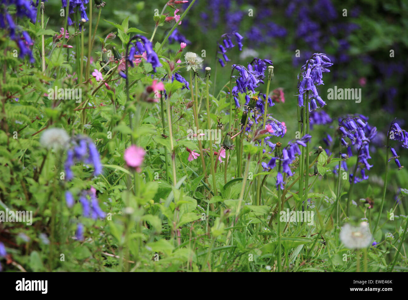 Flowering hedge bank with bluebells, red campion and dandelions Stock ...