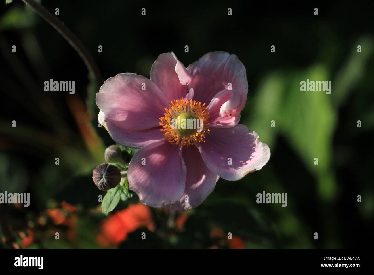 Japanese anemone flower hi-res stock photography and images - Alamy