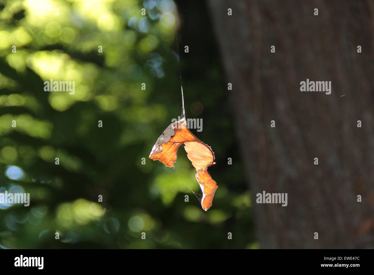 Oak spiders hi-res stock photography and images - Alamy