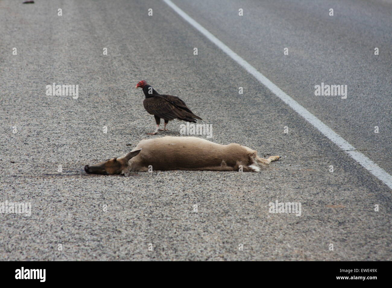Road kill in Texas USA Stock Photo - Alamy