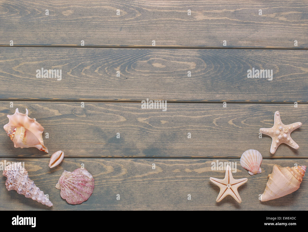 Summer background with sea shells Stock Photo - Alamy