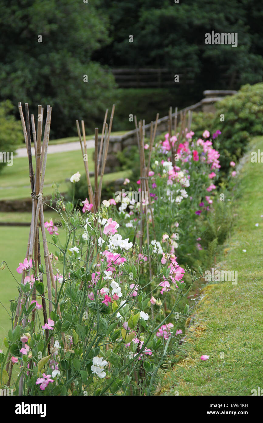 Row of sweet peas on bamboo wigwams in a formal garden setting Stock ...